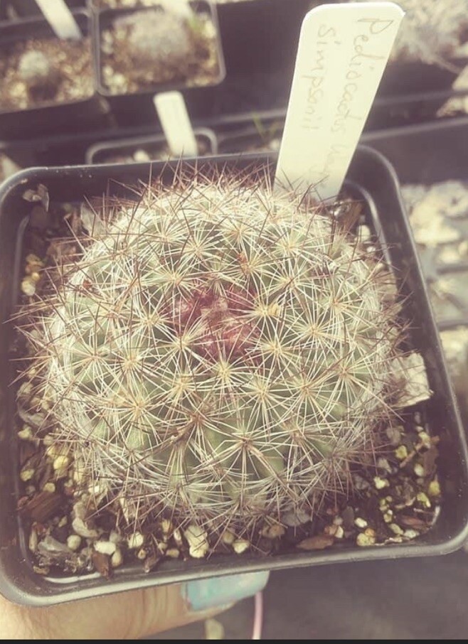 “Mountain Ball Cactus” Live Pediocactus Simpsonii Cactus | eBay