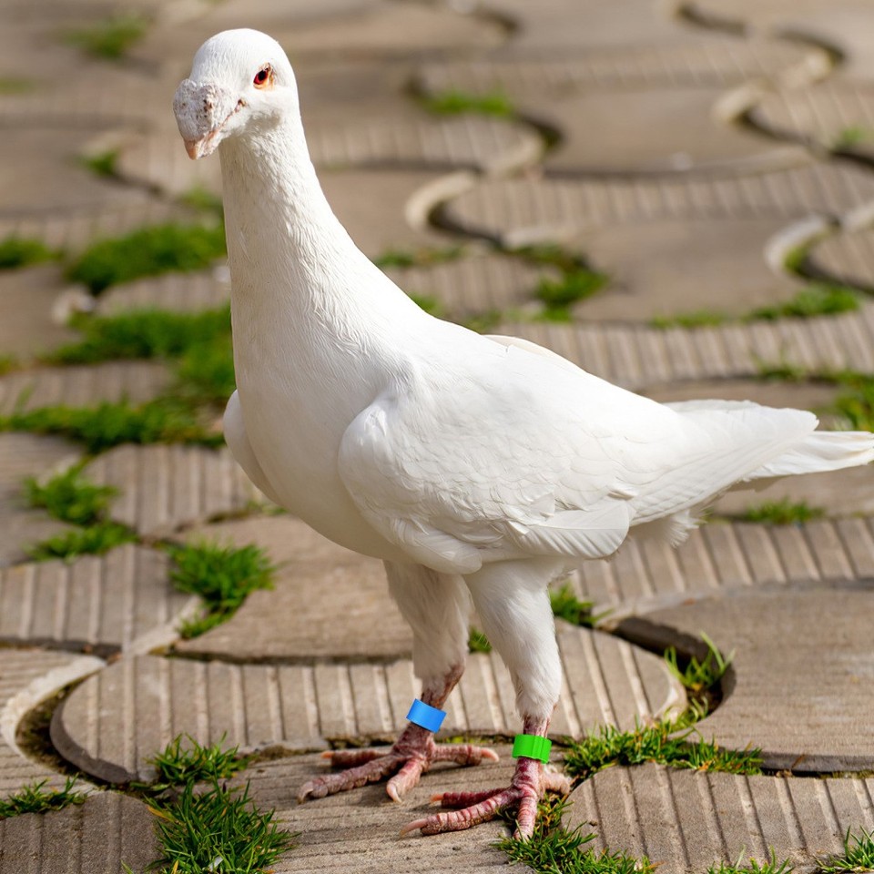 Set of 2 Homing Pigeon Anklet Baby Bird Bands Rings for Identifying ...