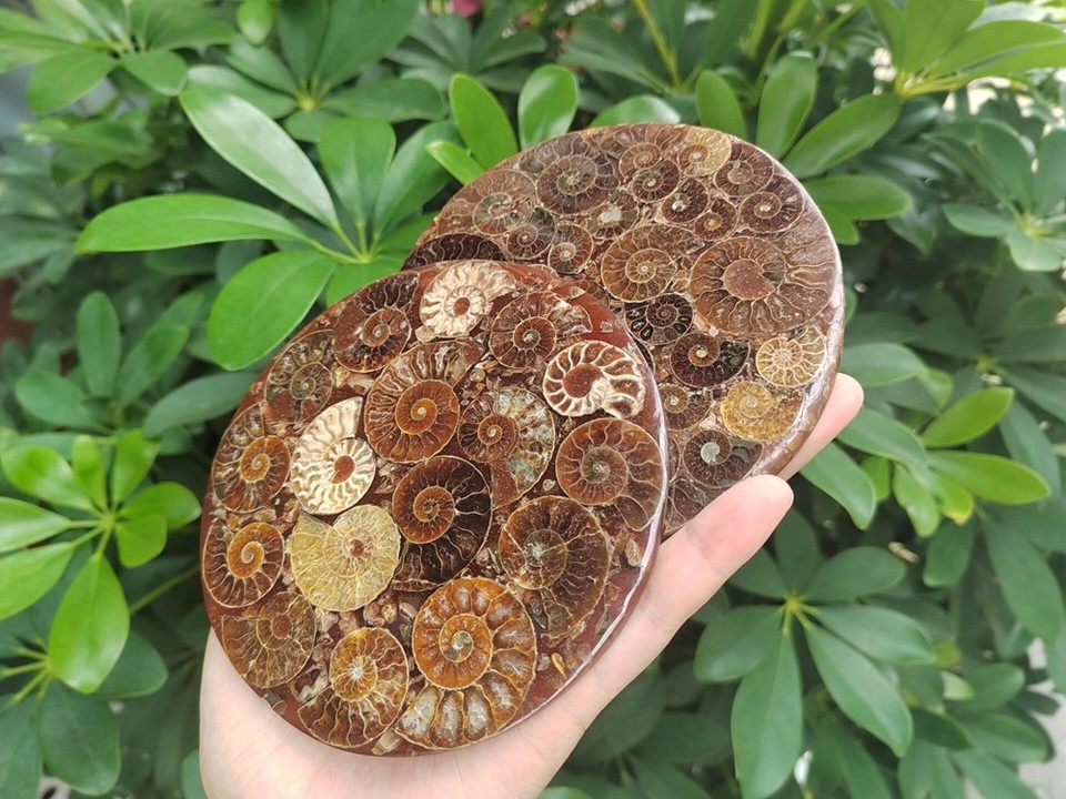 Natural Ammonite Disc Fossil Conch Specimen Healing +Stand 1PC | eBay
