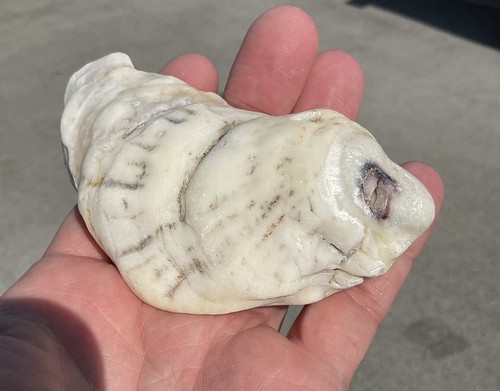 115g Fossilized Oyster Shell Clam Shell Iridescent Mother Of Pearl ...