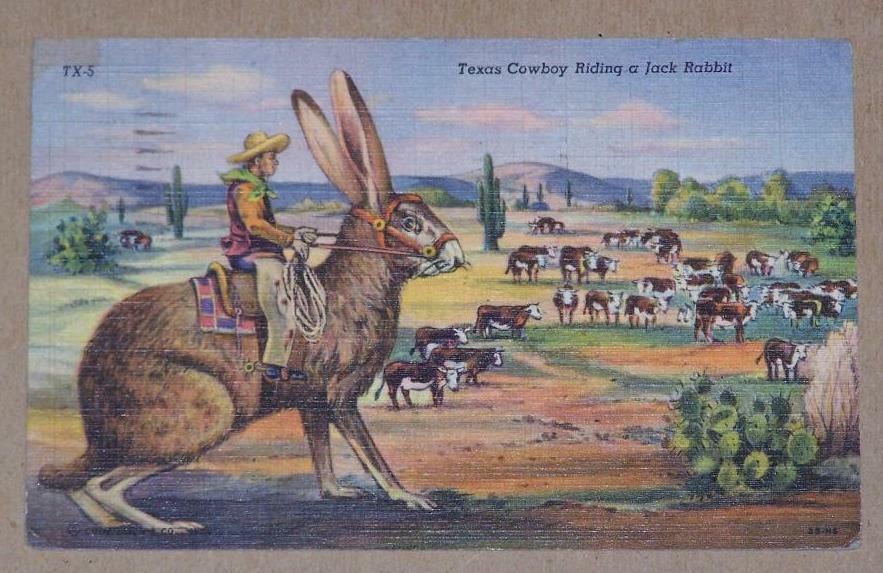 1951 LINEN POSTCARD, TEXAS COWBOY RIDING A JACK RABBIT | eBay