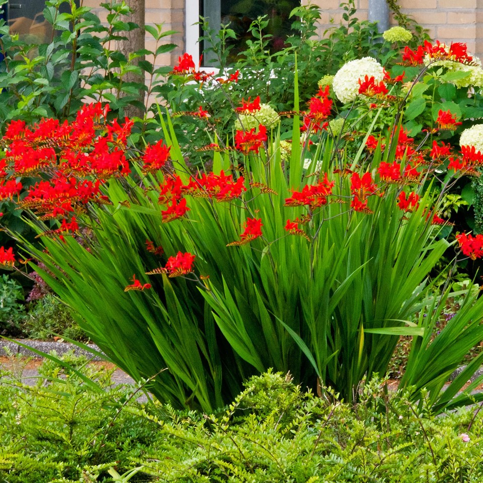 10 Crocosmia Montbretia Lucifer Summer Red Flower Hardy Perennial ...
