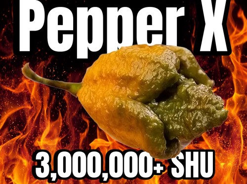 RARE Pepper X - (10 SEEDS) - LIMITED STOCK - HOTTEST PEPPER IN THE ...