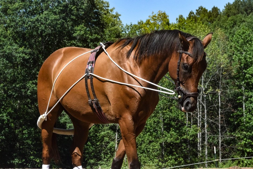 Leaders NEW Horse (Equine) Lunging Training System Lunging Aid (Pessoa ...