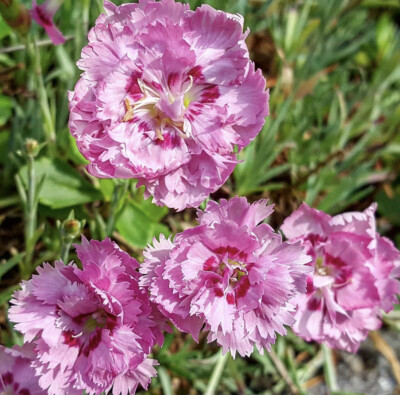 Bearded Carnation Mix Seeds - Dianthus Caryophyllus Seeds - Carnations ...