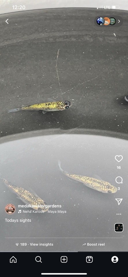 5+1 Saboyuri Japanese Rice Fish Medaka For Fancy Pond Aquarium | eBay