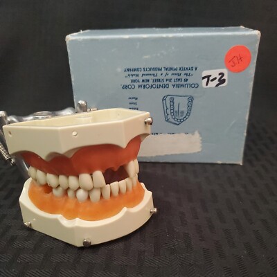 Other - Dentoform Typodont Dental Model