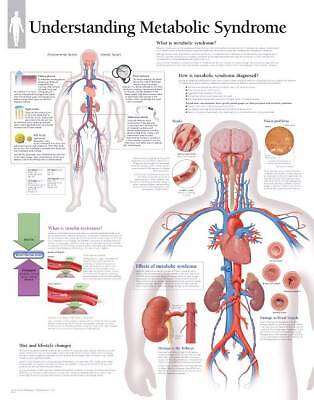 Understanding Metabolic Syndrome Paper Poster, Sci | eBay UK