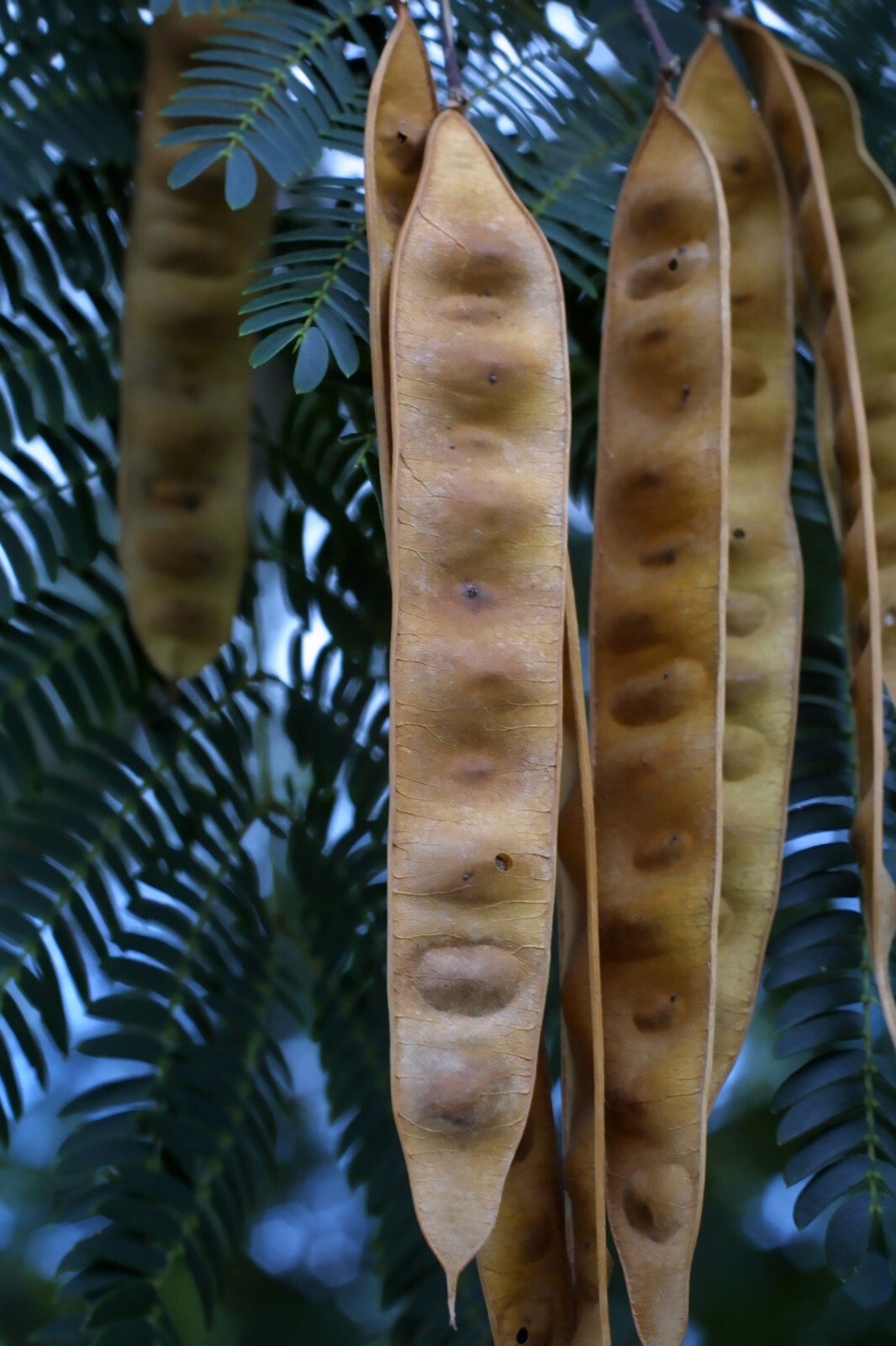 Mimosa Silk Tree, Albizia julibrissin, Seeds (Fast, Hardy, Fragrant) | eBay