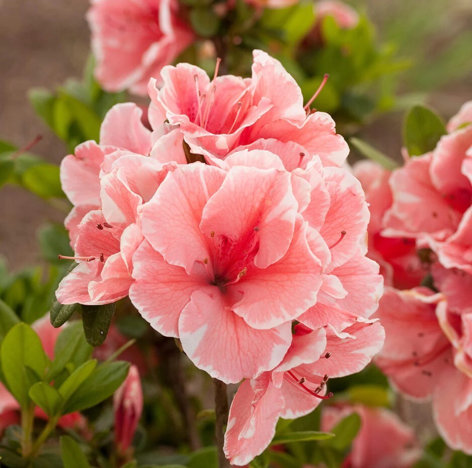 Azalea Dogwood Red White Bicolor Azalea Live Plant - Ship No Pot | eBay
