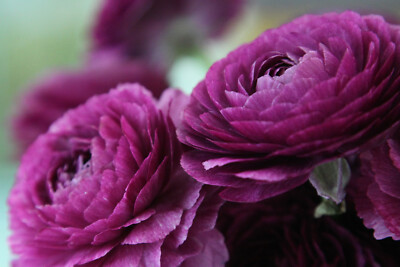 20x Ranunculus Asiaticus PURPLE Summer Flowering Bulbs Rare Garden ...