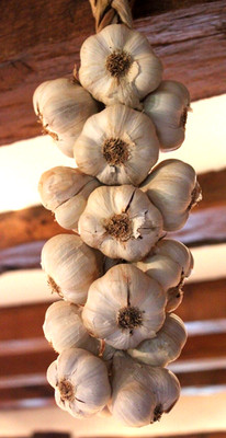 Large Garlic Bulbs 1 Pound White Rare Transylvanian Vampire Softneck ...