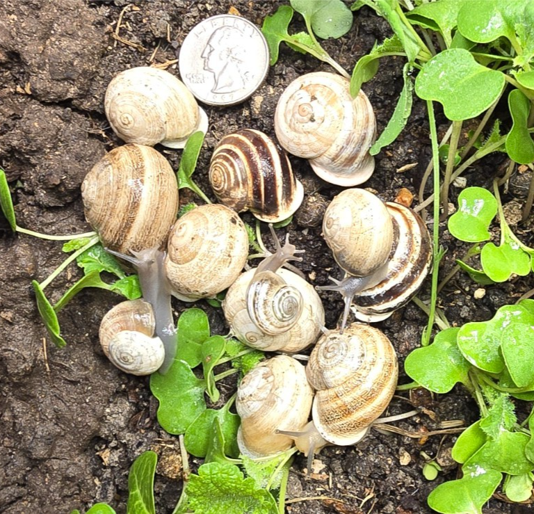 5!!!! Live Milk Snails, Land Snails, Assorted Sizes,Colors. | eBay