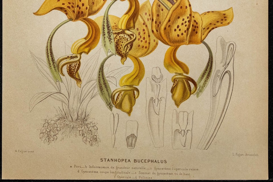1891 - Stanhopea (Orchid) - Botanical, Color Plate | eBay UK