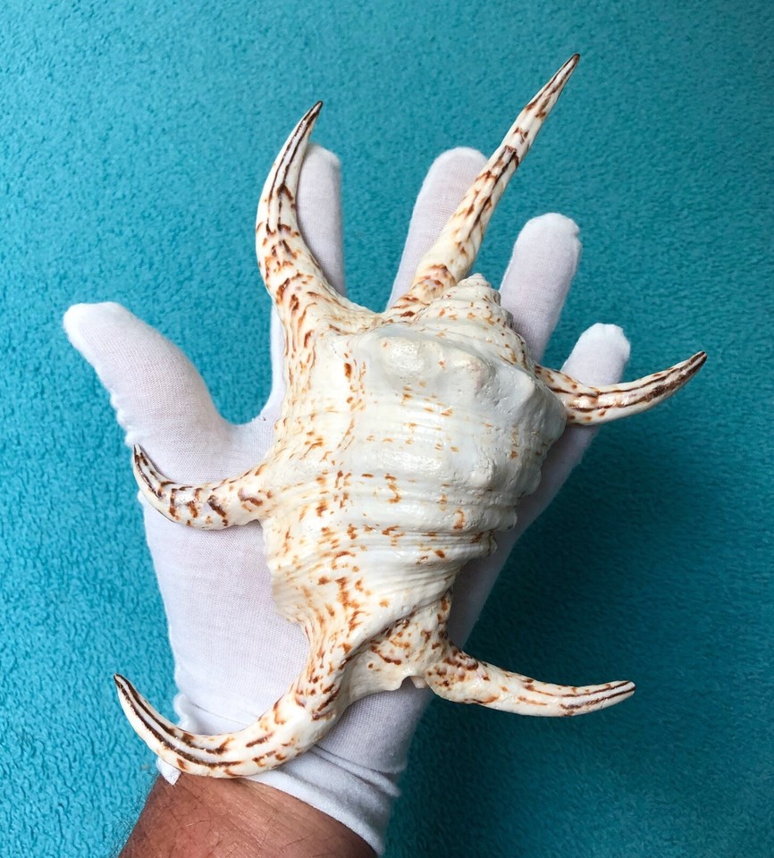 Set of 3 Spider Conch Seashells — Great Decor/Collectible Specimens | eBay