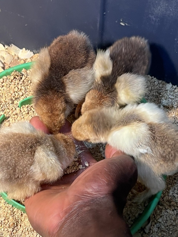 Beautiful Giant Pure Bred Porcelain Brahma Hatching Eggs-10+- 7Fertile ...