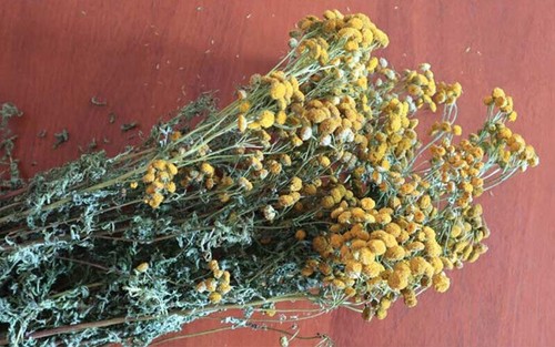 Tansy Flower Organic Herbal Tea Natural Tanacetum Digestion Stomach ...