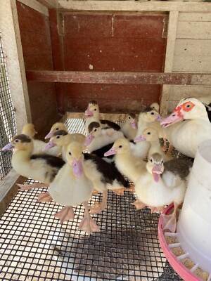 10++ 🐥Muscovy DUCK Hatching Eggs MUSCOVY Barbery 🐣 eggs + extras FREE ...