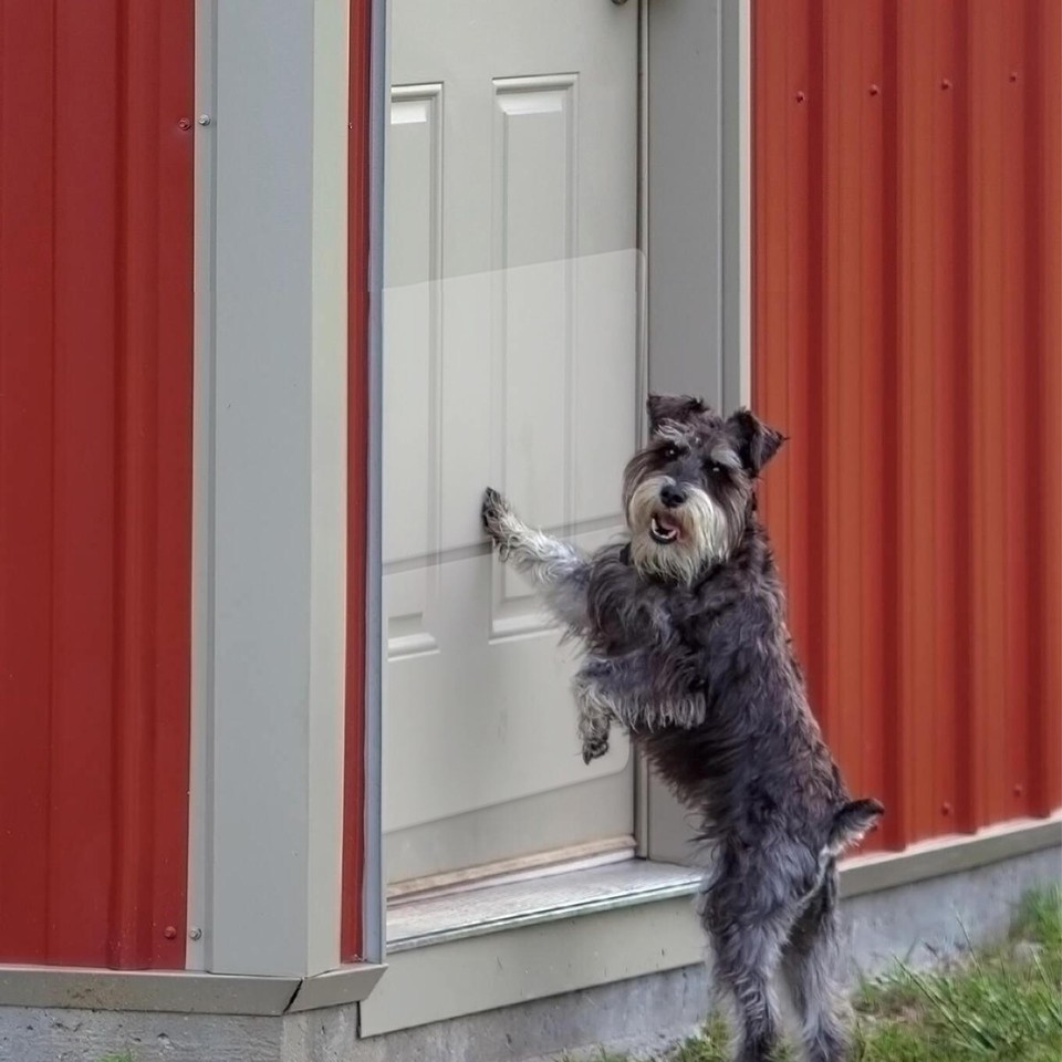 Anti Scratch Door Protector Anti Dog Scratch Claw Guard Transparent ...