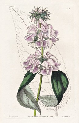 Phlomis Cashmeriana India Blume Botanik flower botany Edwards ...