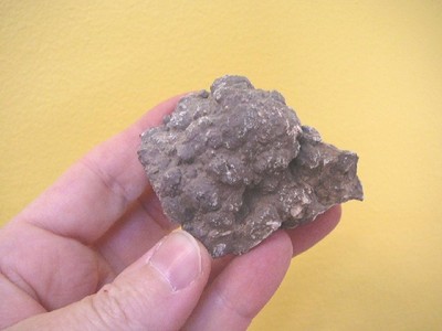 (PP508-4) 4 oz Real Fossil Crocodile croc POOP doo doo Triassic era ...