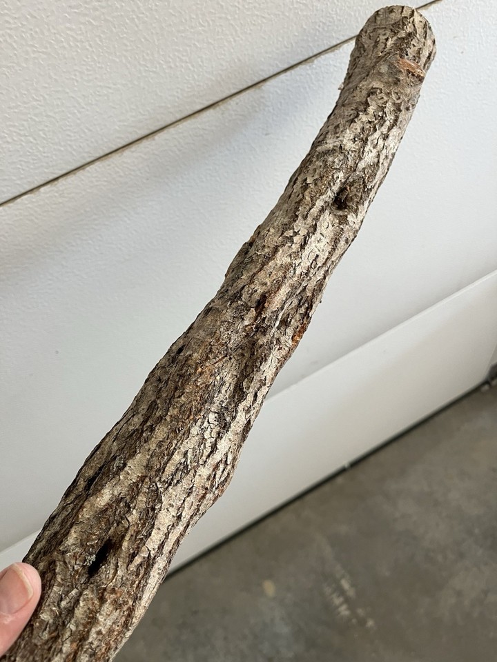 Diamond Willow (STOUT 💎s): 37" Cane, COLORFUL, Spalted wood, Walking ...