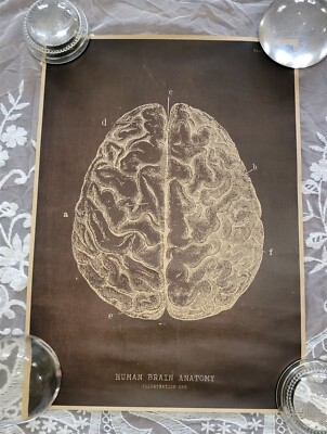 Victorian Trading Gothic Human Anatomy Brain Unframed Print | eBay