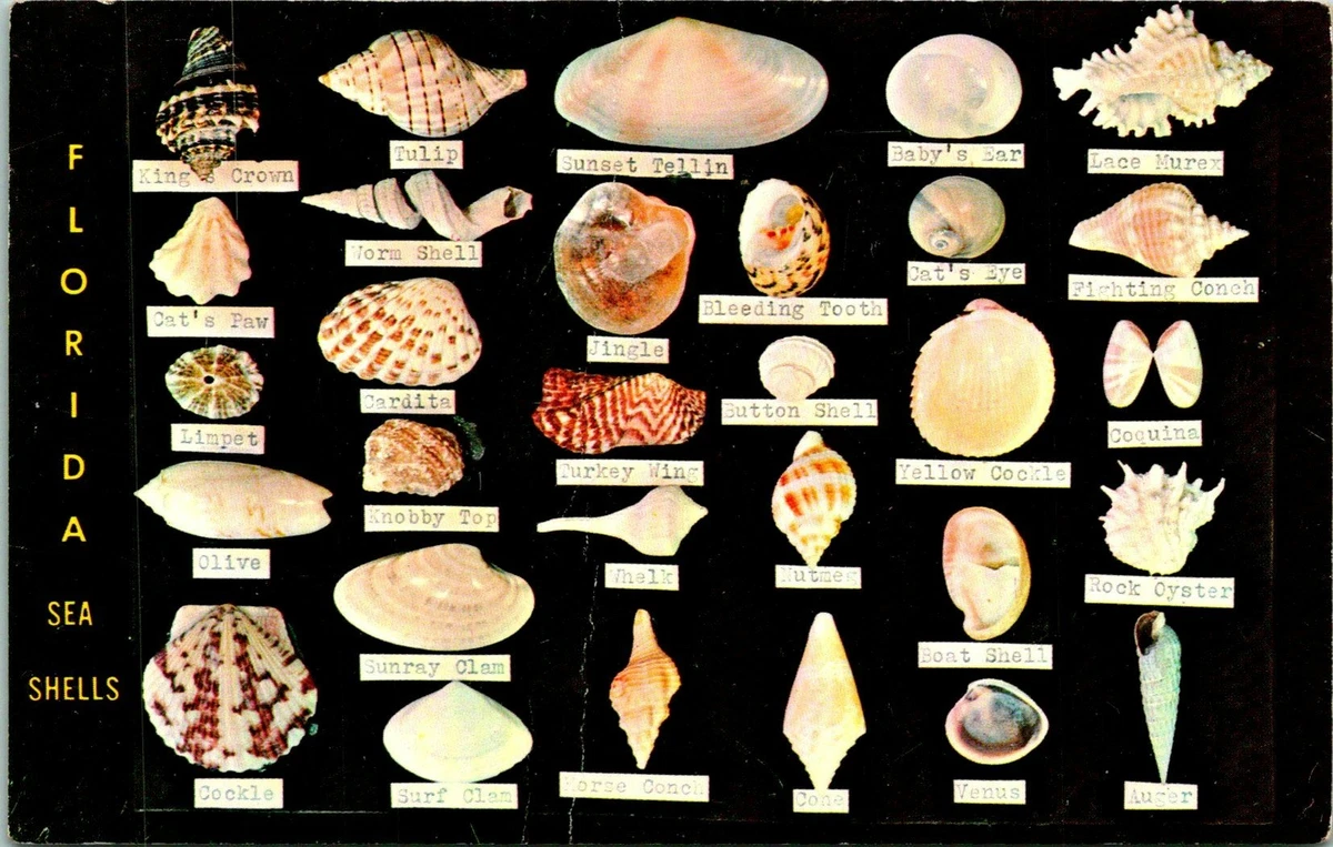 Names Of Seashells
