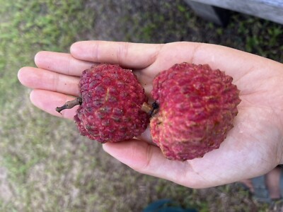 ERDON LEE - Giant Lychee Fruit Tree seedling | eBay