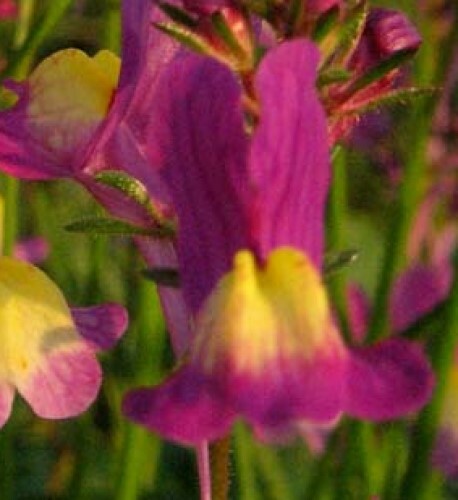 Linaria enchantment Toadflax 10 Multi Pelleted seeds | eBay
