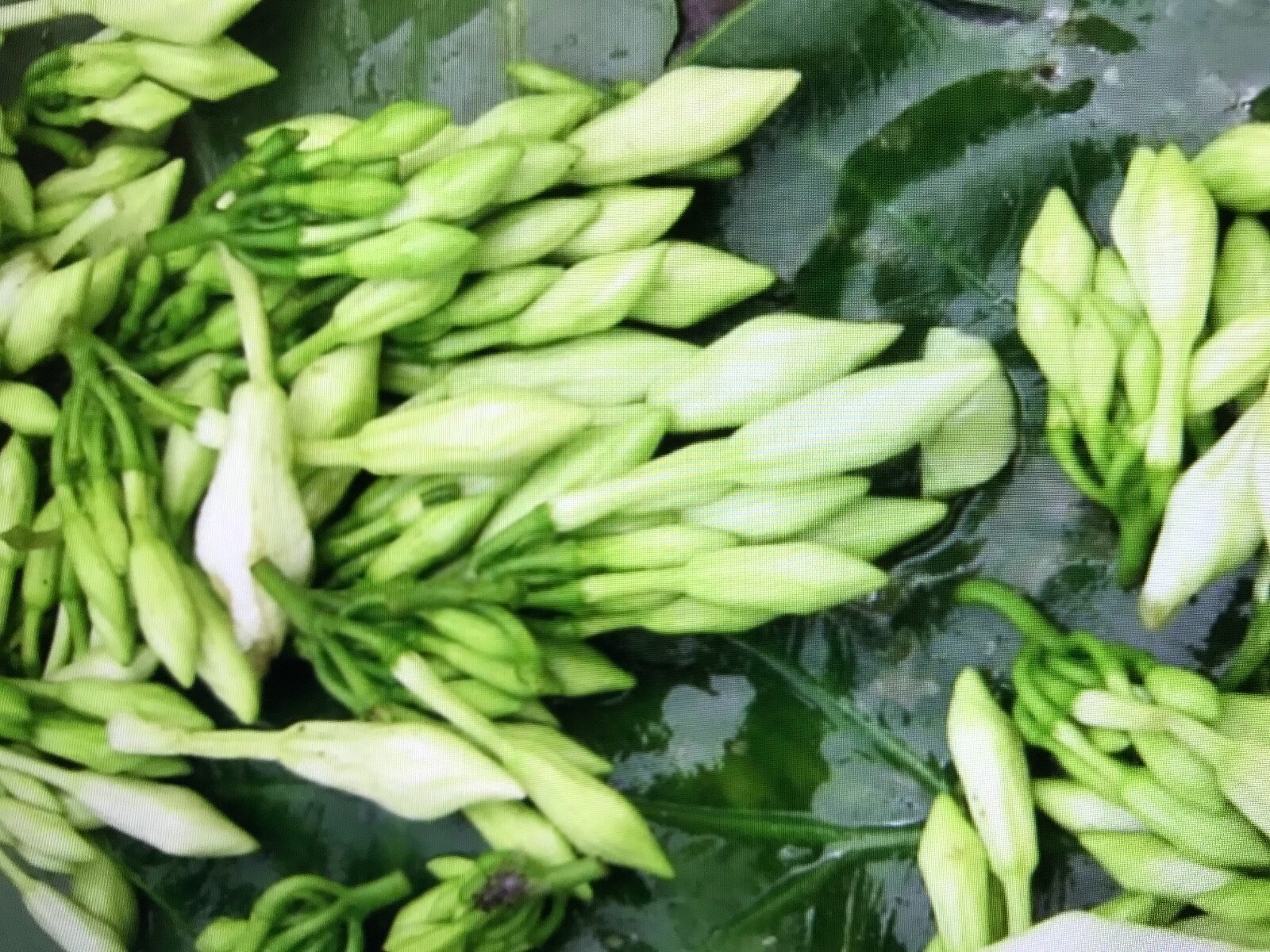 25 SEMILLAS DE LOROCO (FERALDIA PANDURATA)TAMALES PUPUSAS-LOROCO SEEDS ...