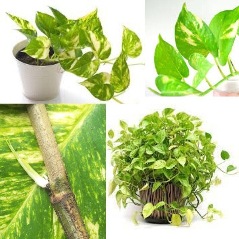 Pathos PathOS Blog PathOS