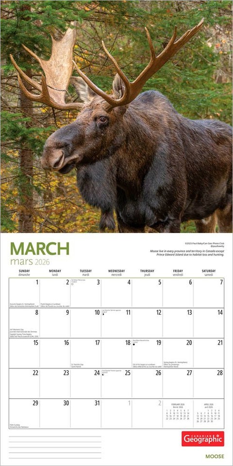 Canadian Geographic Moose OFFICIAL | 2026 12x24" (Hanging) Square Wall ...