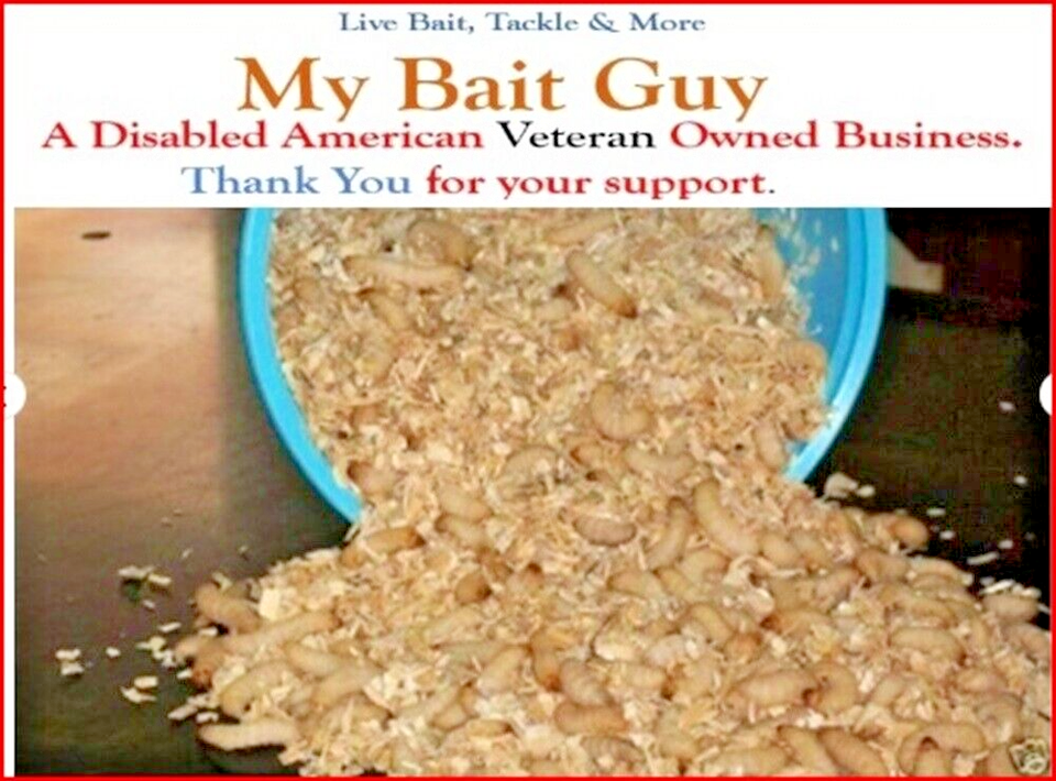 1000+ Live Wax worms / Bee Moth / Bird / Reptile, were the growers FREE ...