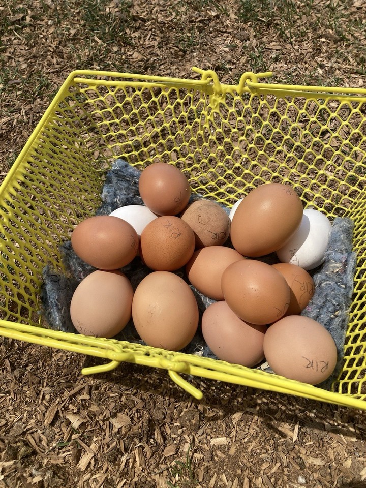Beautiful Highly Productive Rhode Island Red Hatching Eggs..Excellent ...
