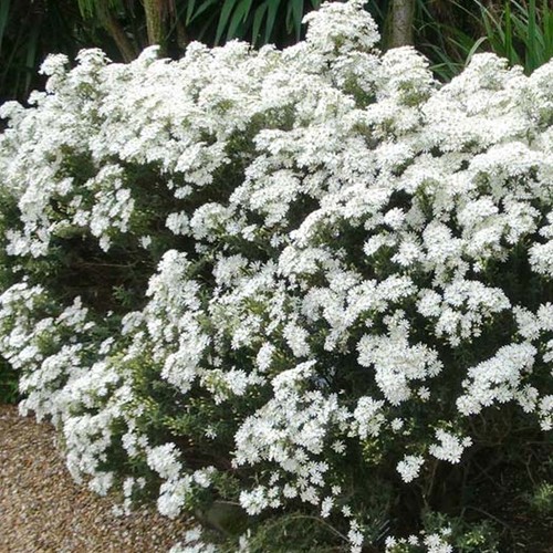 Olearia phlogopappa Spring Bling - Daisy Bush | Evergreen Potted Garden ...
