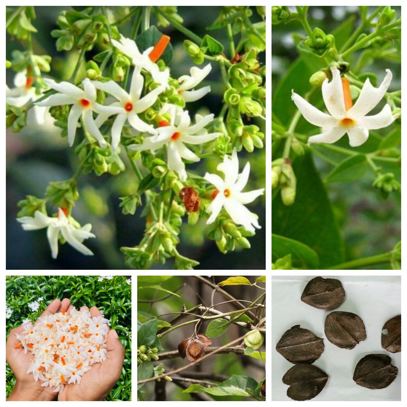 Parijat Flower Seeds | Best Flower Site