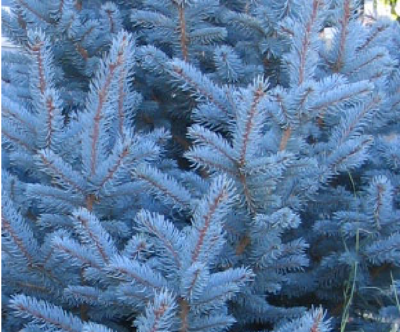 Picea Azul Enana Nombre Latino