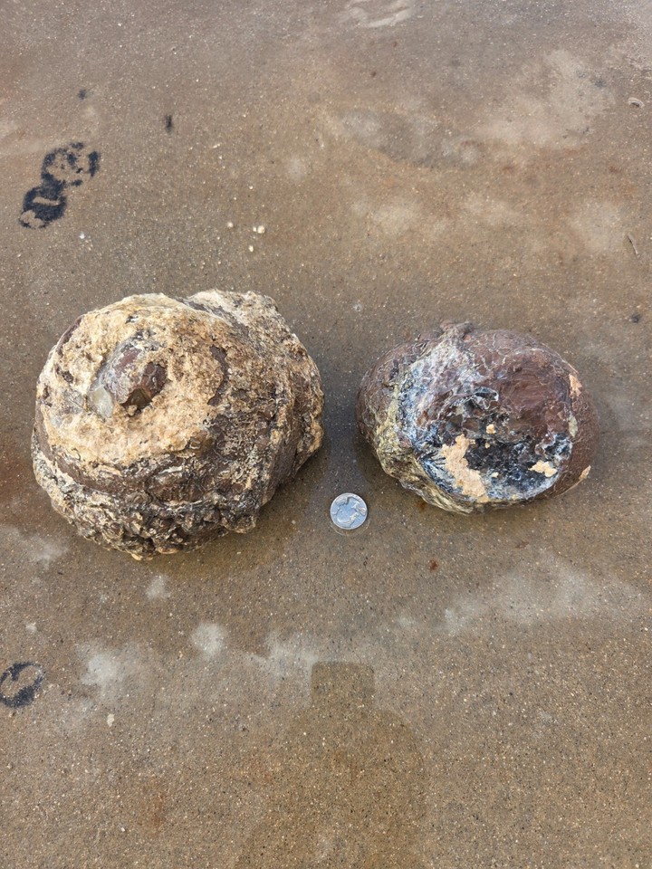 2pc 12lbs Uncut Thunderegg Oregon Agate Lapidary Rough Shown Wet/Dry ...