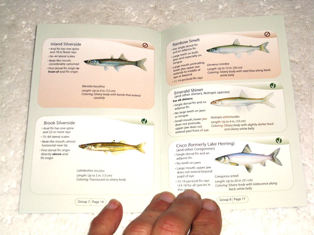 Brook Silverside Mouth