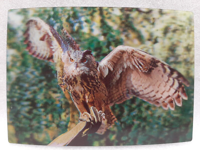 Carte postale lenticulaire 3D oiseau aigle-hibou par Schoening Verlag ...