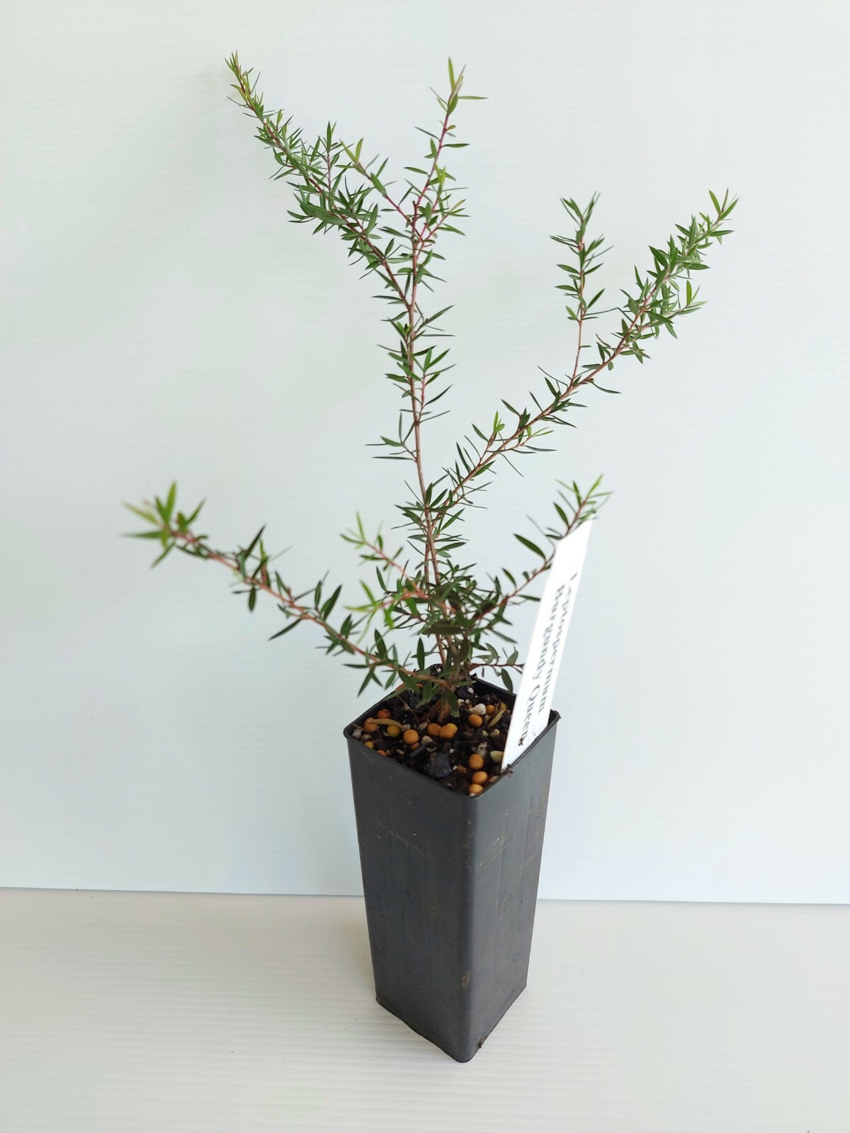 BURGUNDY QUEEN MANUKA PLANT,LEPTOSPERMUM SCOPARIUM BUSH TUCKER HONEY ...