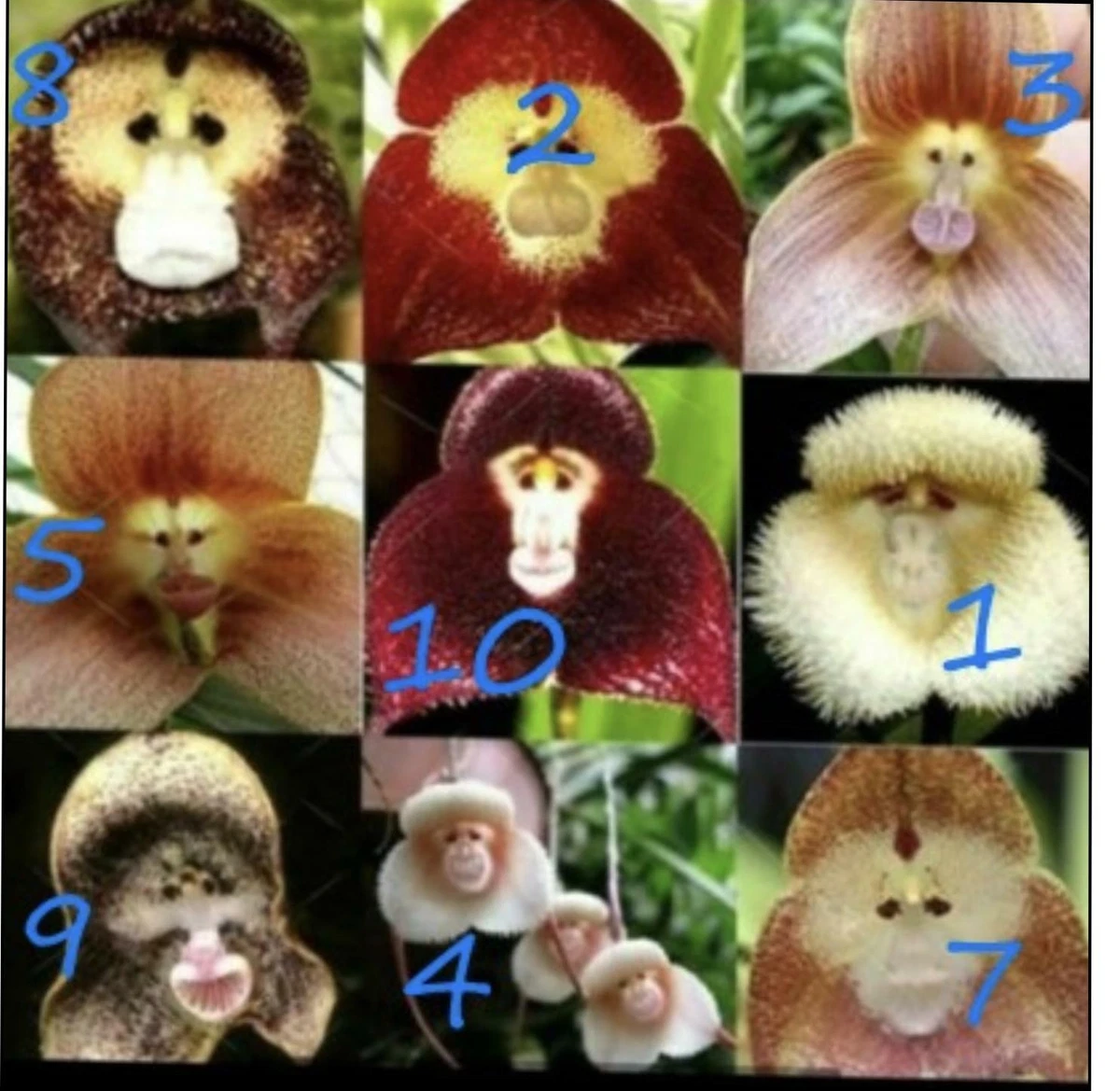 Monkey Orchid