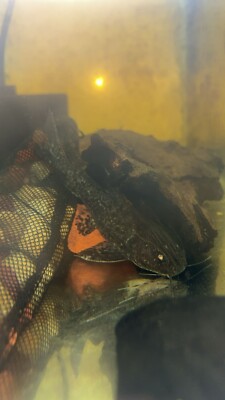 4”-5” GRANULATED CATFISH predator tropical aquarium monster fish *PLS ...