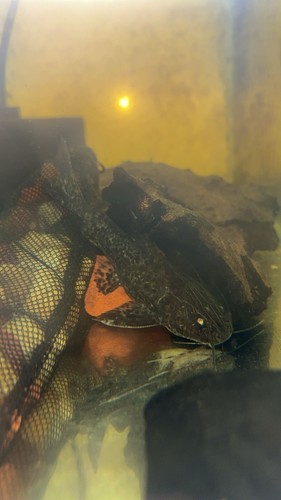 4”-5” GRANULATED CATFISH predator tropical aquarium monster fish *PLS ...