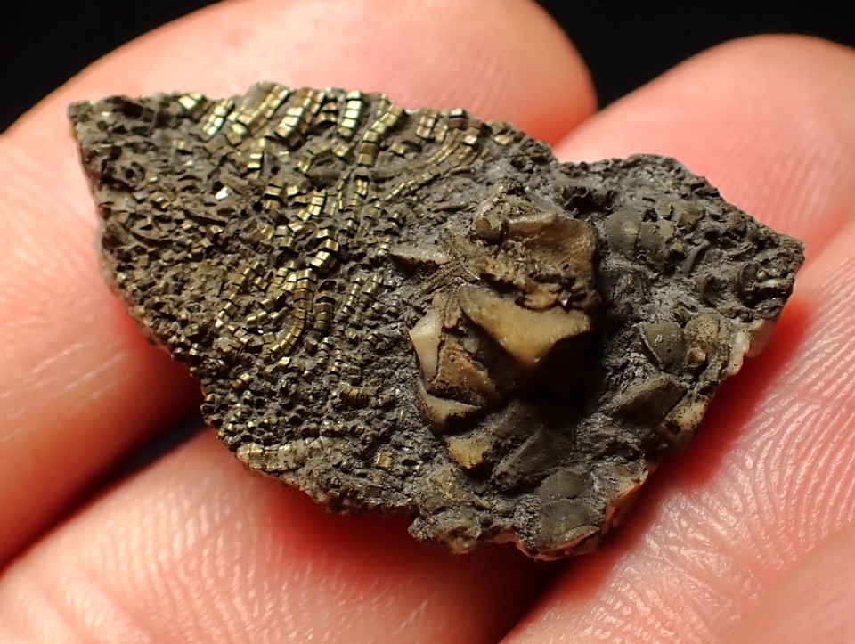 Detailed crinoid fossil Pentacrinites (32mm) Charmouth Jurassic Coast ...