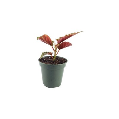 Angel Wing Begonia Torch Live House Plants | eBay