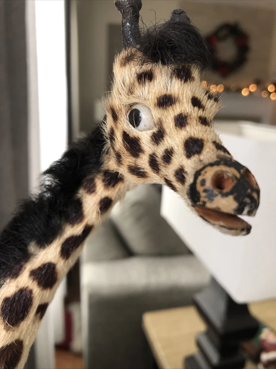 Real Miniature Giraffe