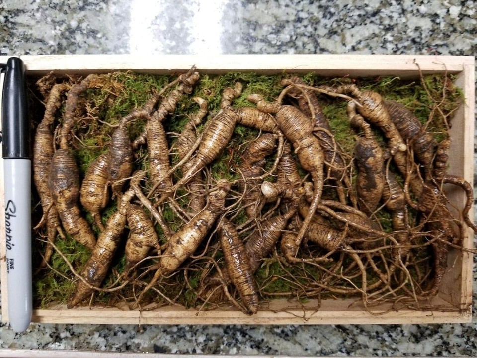 American Fresh Wild Ginseng Appalachian Mountain Organic 30~40 Years ...