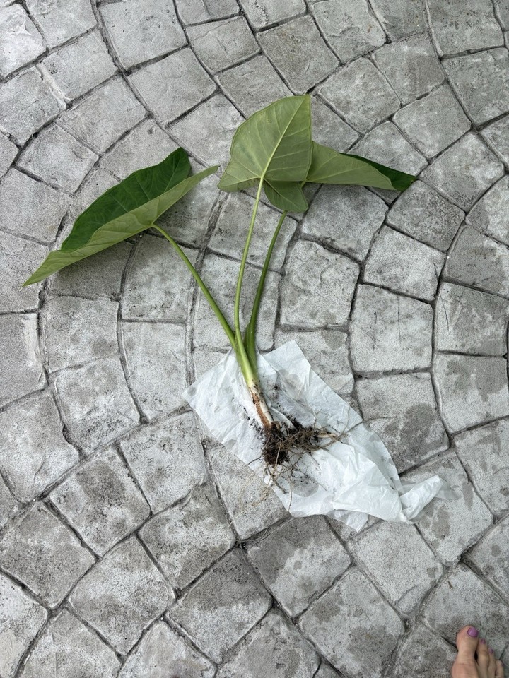 2 X Colocasia - 'Thai Giant' - Elephant Ear Bare Root 6-12" 2 - 3 ...